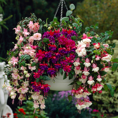 Trailing fuchsia store