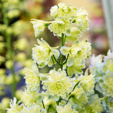 Buy Delphinium Double Highlander 'Moonlight' at jparkers.co.uk