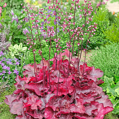 Buy Heuchera Coral Bells J Parker Dutch Bulbs