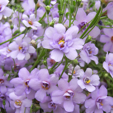 Bacopa Scopia Double Pink | J Parker Dutch Bulbs