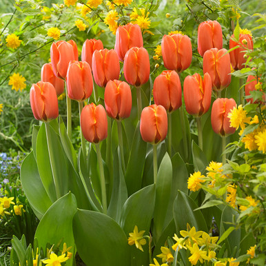 Buy Tulip 'Triple A' at jparkers.co.uk