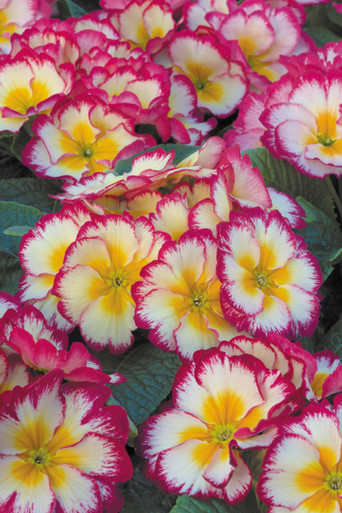 Buy Primrose Scentsation Raspberry Ripple | J Parker Dutch Bulbs