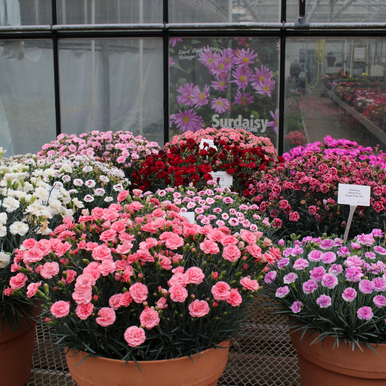 Dianthus Scent First Mixed | J Parker Dutch Bulbs