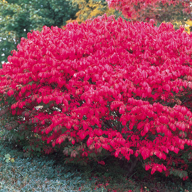 Euonymus alatus (Firebush) - JParkers