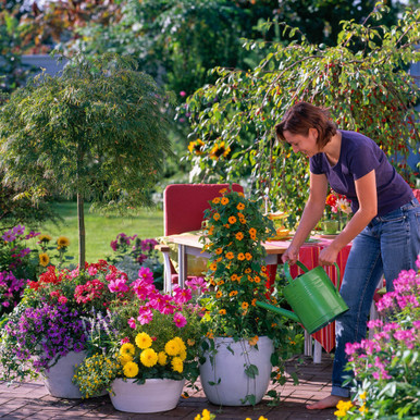 Summer Flowering Patio Mixture | J Parker Dutch Bulbs