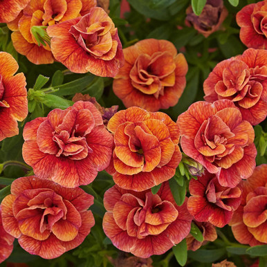 Calibrachoa Calita Double Orange | J Parker Dutch Bulbs