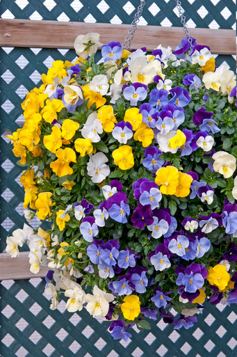 Trailing Pansy Cool Wave (Pre-Planted Basket) | J Parker Dutch Bulbs
