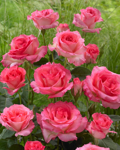 Rose Eternal | J Parker Dutch Bulbs