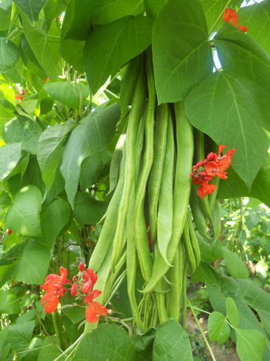 Runner Bean Firestorm | J Parker Dutch Bulbs