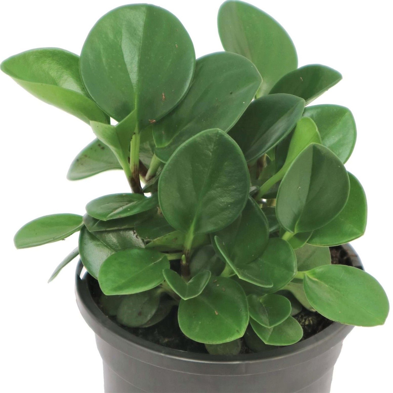 Peperomia 'Jade Baby' 130 mm - Rivers of Yarrambat