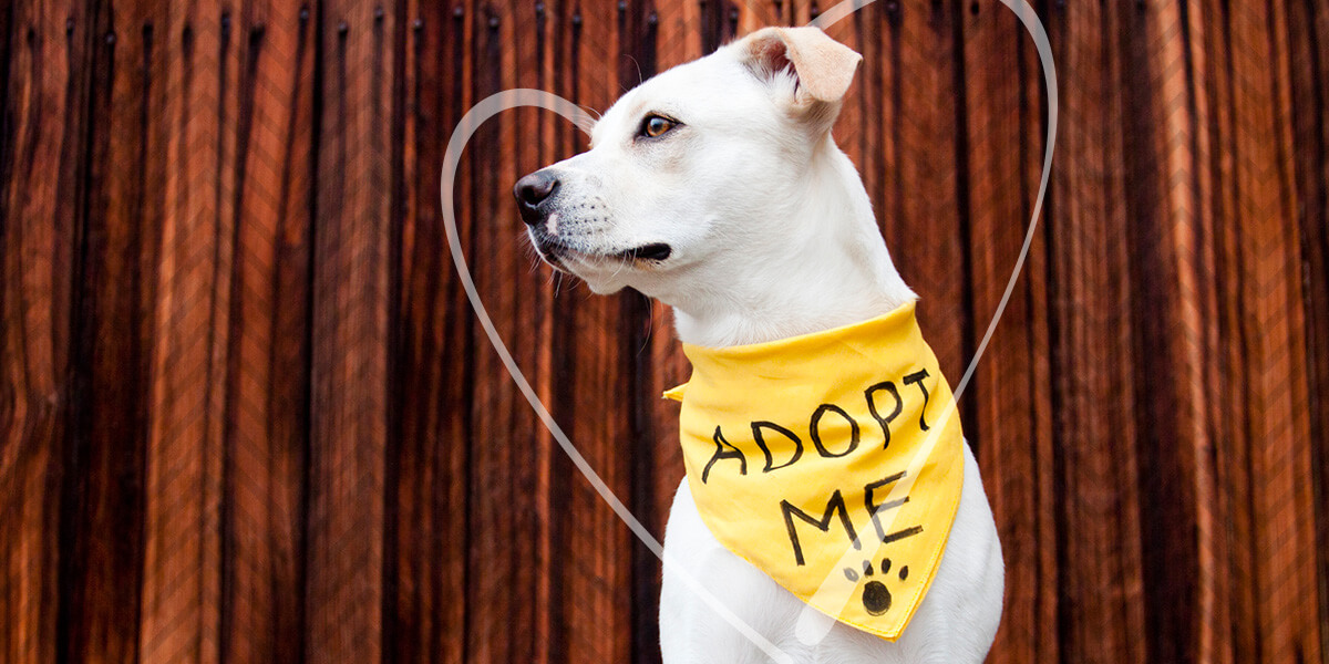 How to Prepare for a New Dog in Your Home - Shop LP