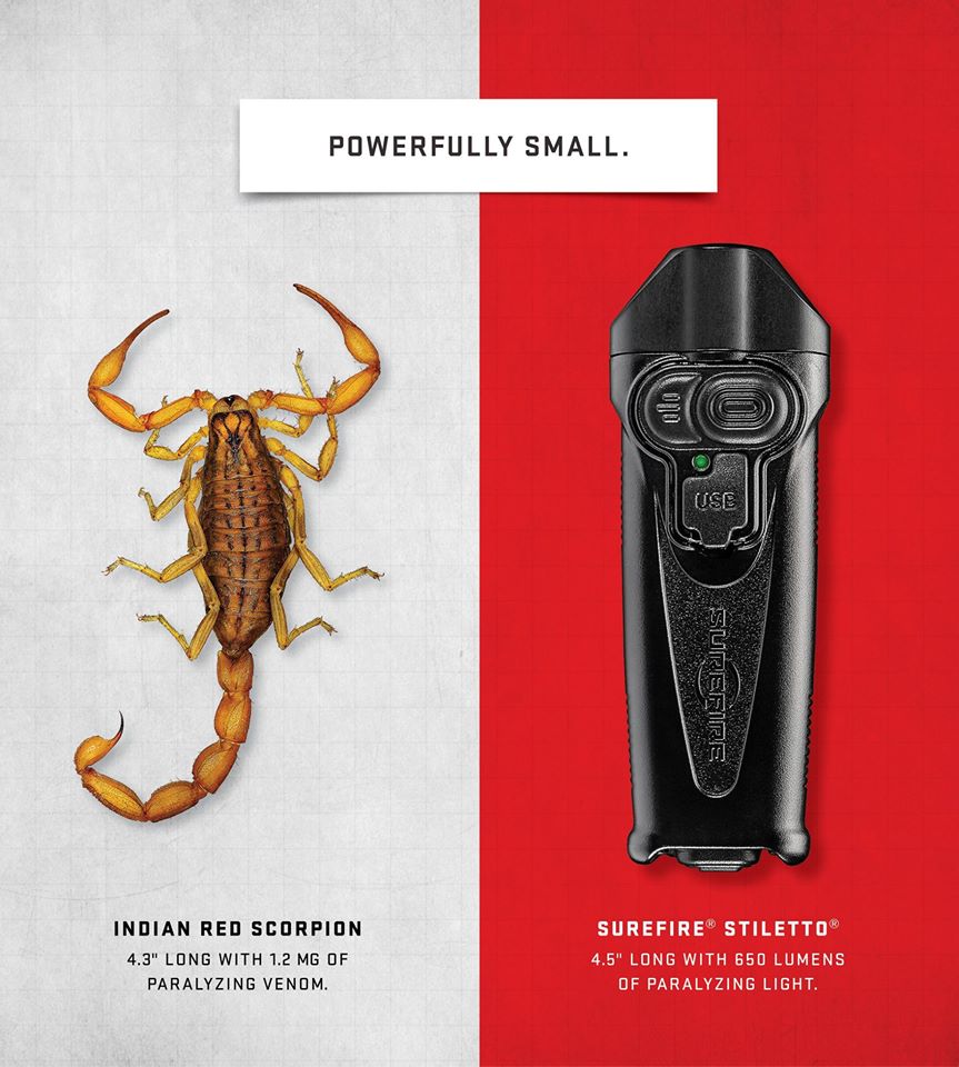 A scorpion in your pocket - TMS