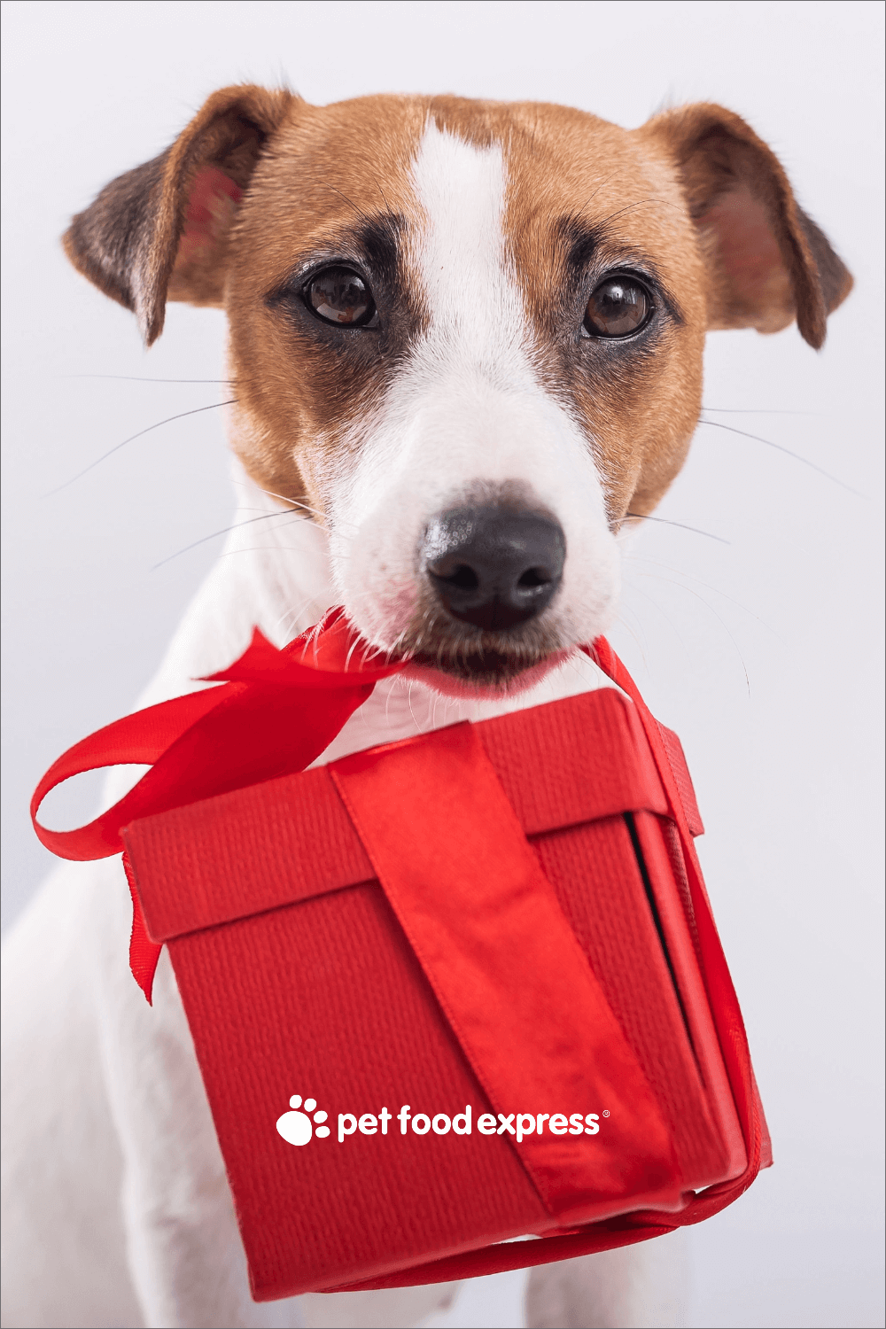 Gifts for All Occasions: Dogs, Cats, Critters, and Birds!