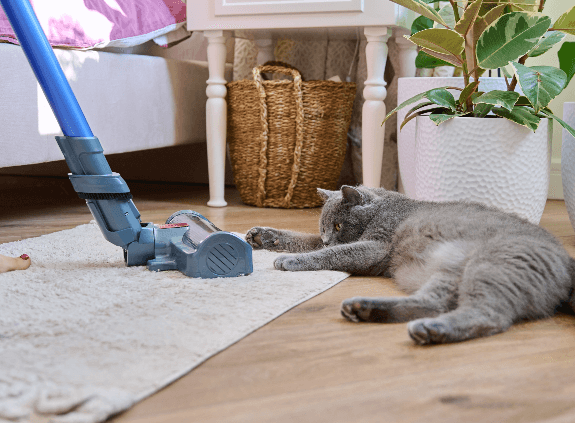 Pet Stain & Removal Guide