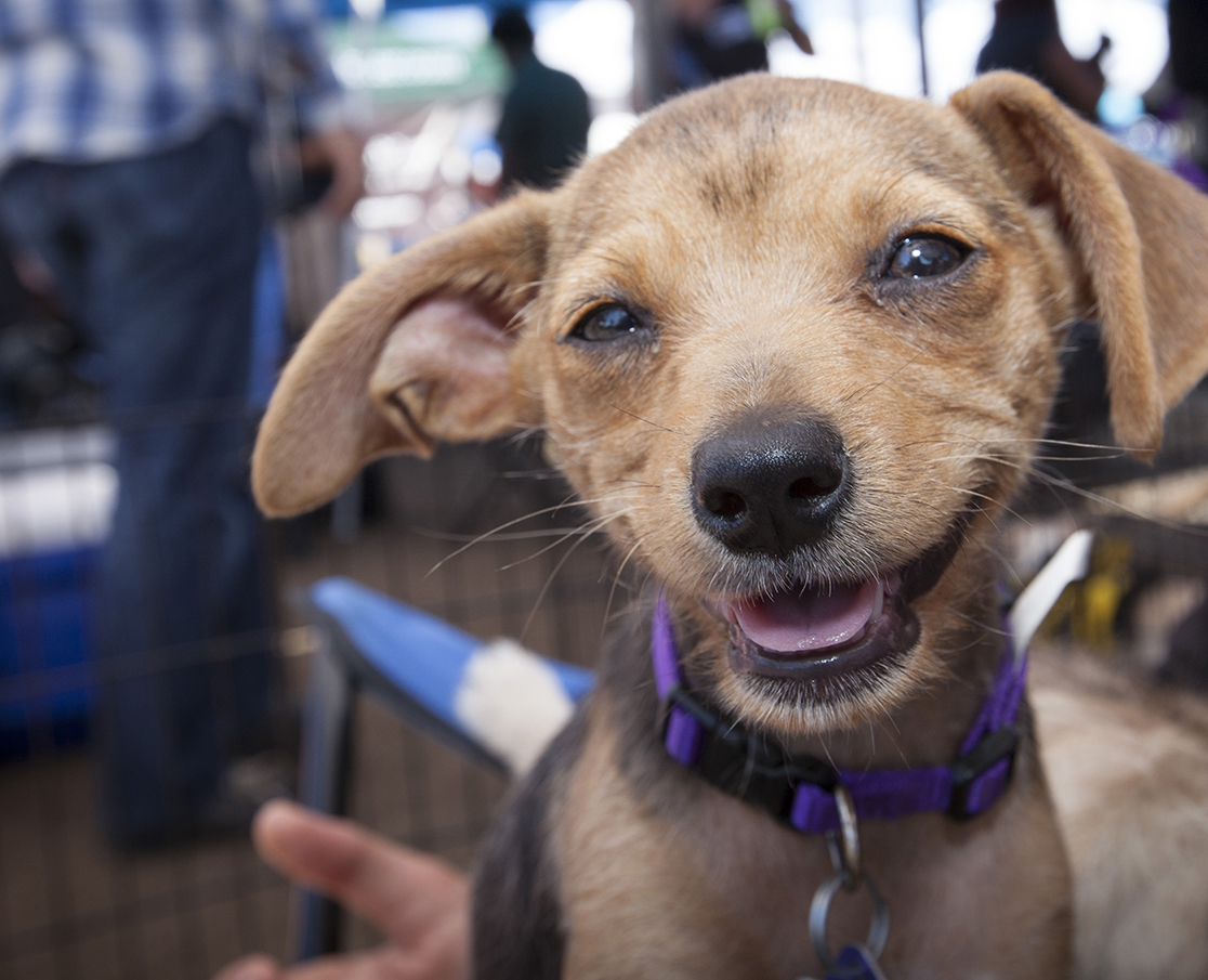 Transition Tips for a Newly Adopted Dog