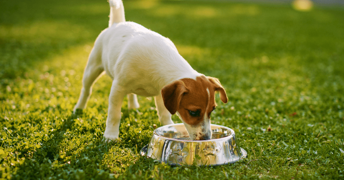 Summer BBQ Safety Tips for Pet Parents
