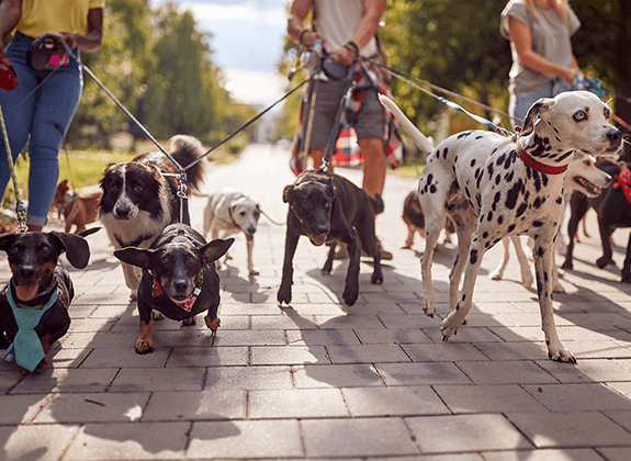 Get to Know Different Types of Dogs