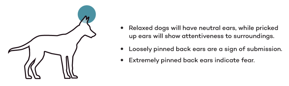 How Does A Dog Show Submission