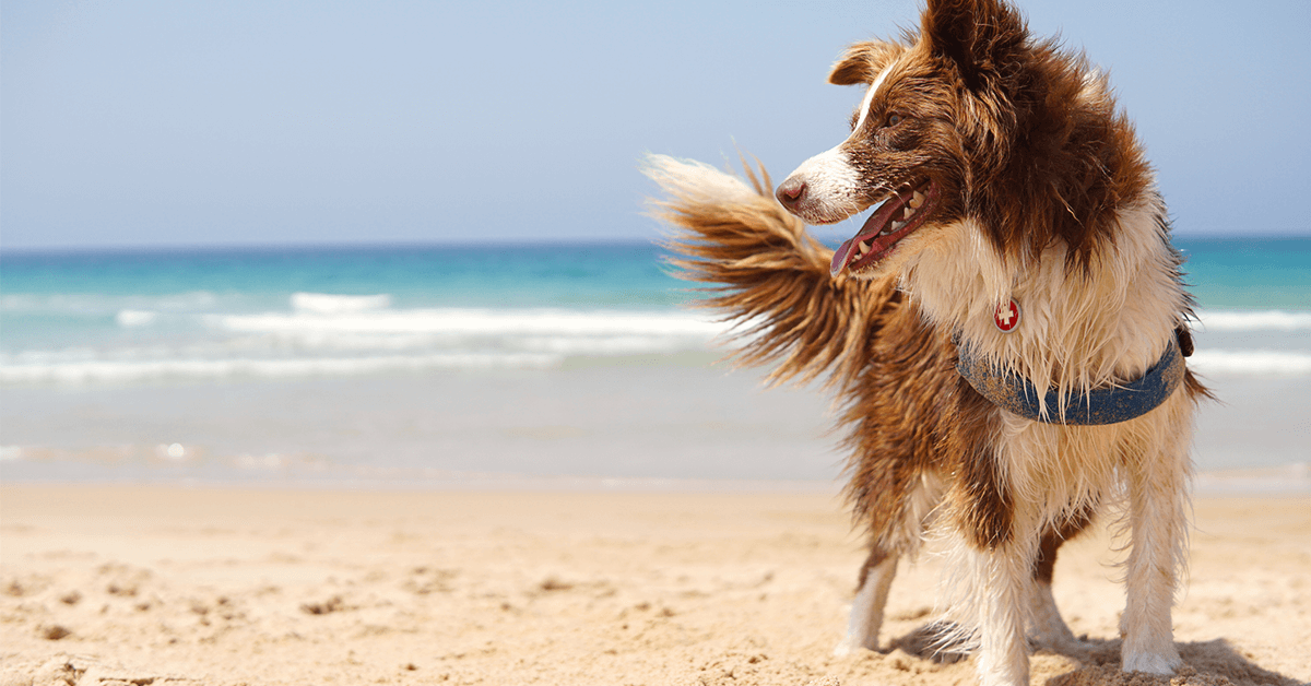 California Pet Brands We Love