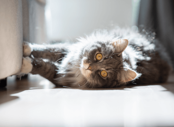 How To Train a Cat To Do What You Want