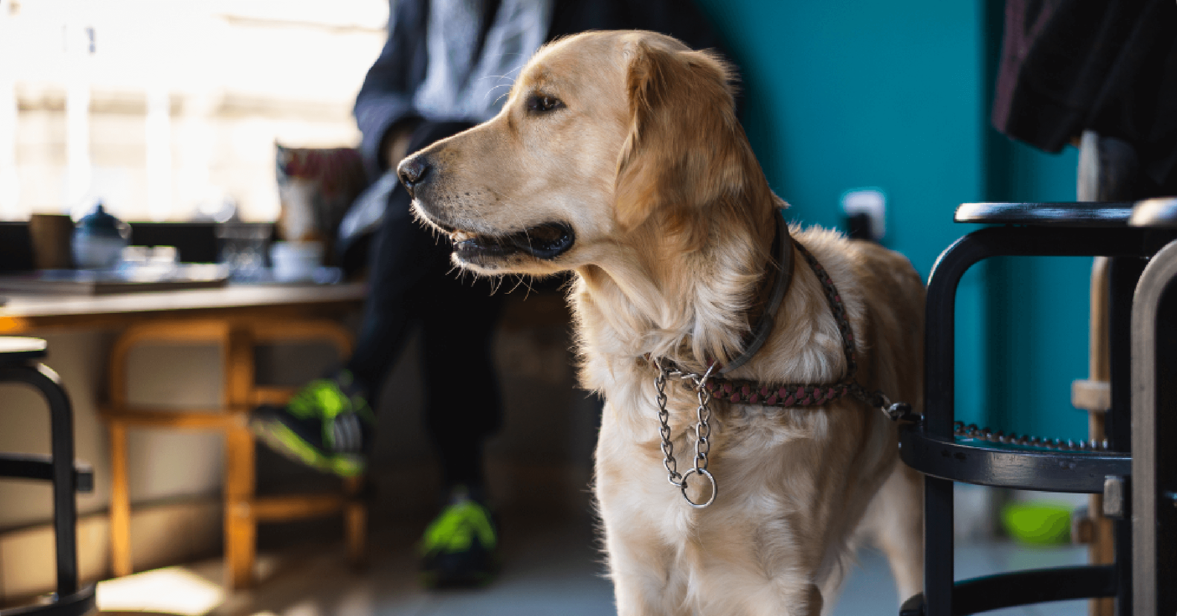 Understanding CBD and CBG for Your Anxious Dog or Cat