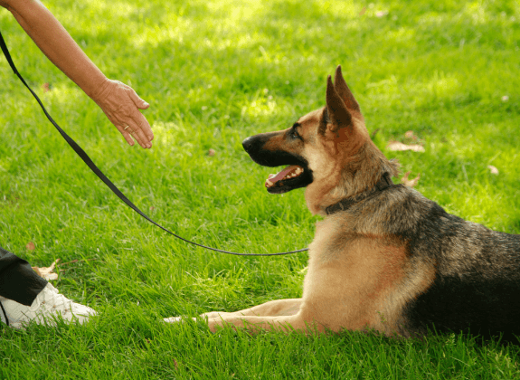 Ten Things You Need To Know Before Starting Dog Training
