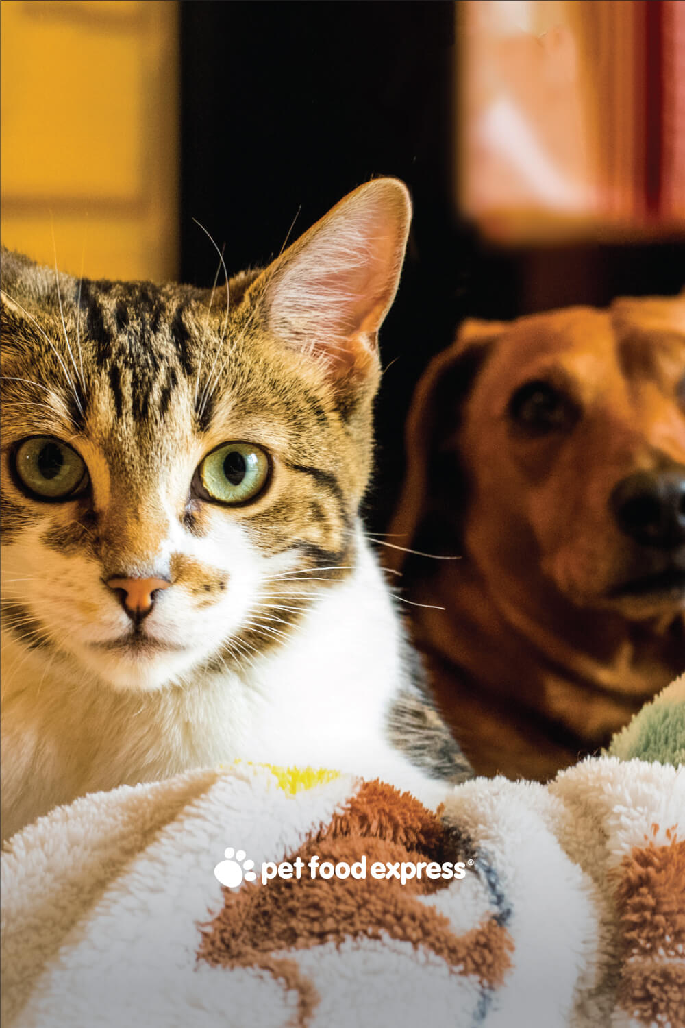 The Nutrition, Health, and Grooming Needs of Adult Pets