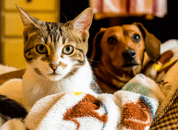 The Nutrition, Health, and Grooming Needs of Adult Pets