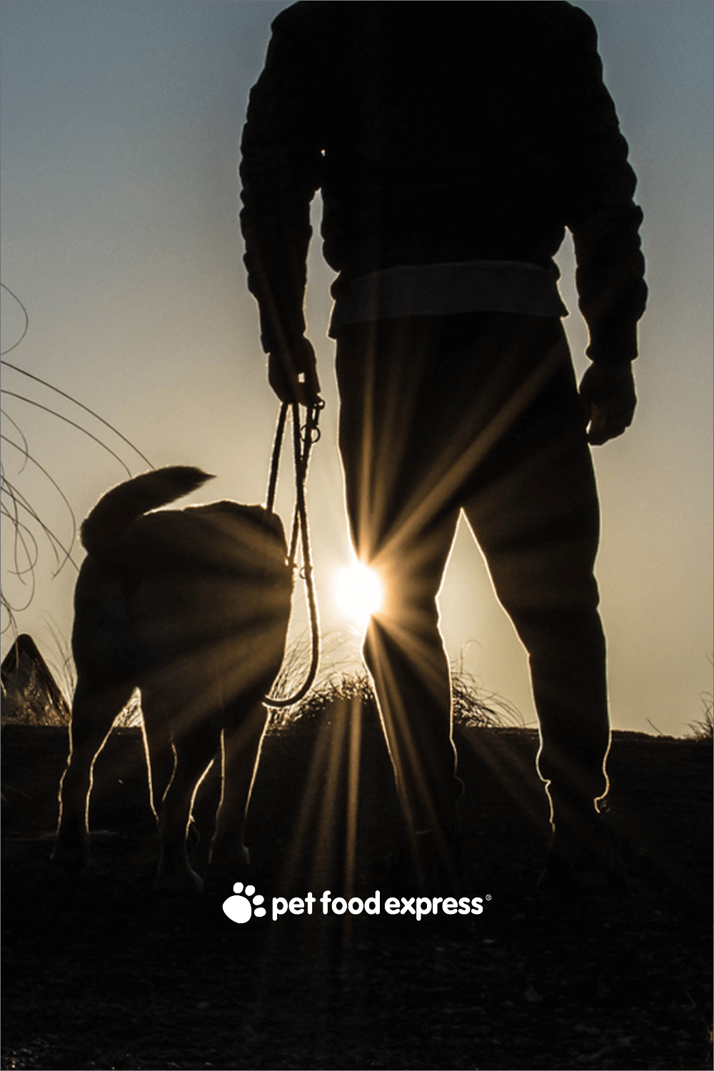 Tips for Keeping Dog Walks Safe, Warm, and Dry