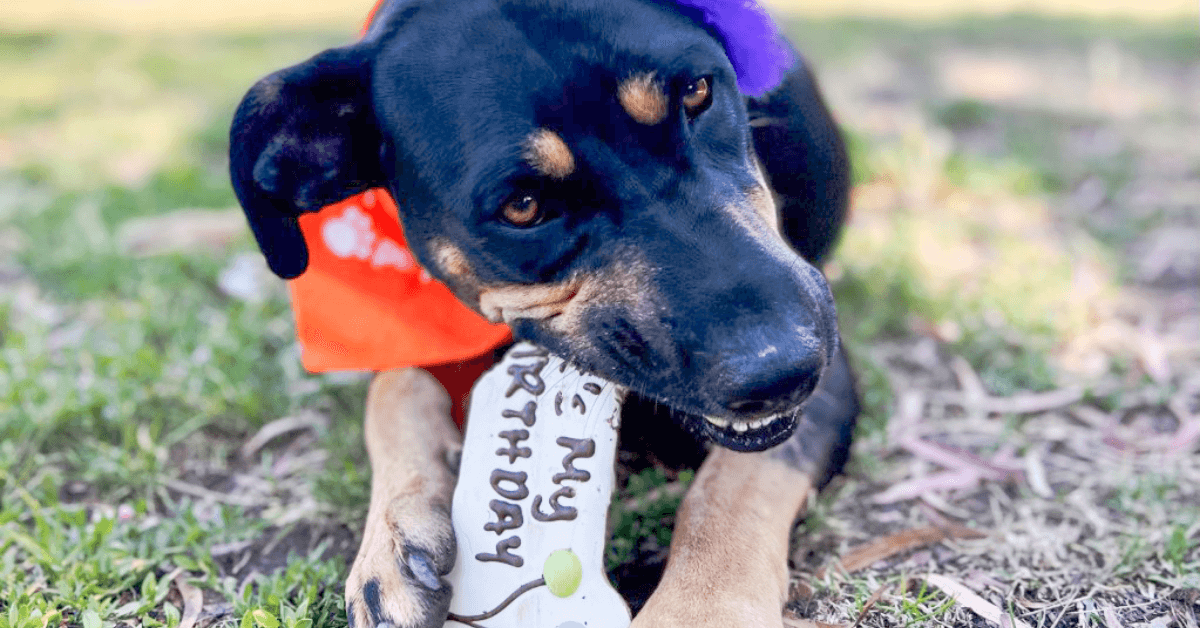 7 Pet Gotcha Day Celebration Ideas