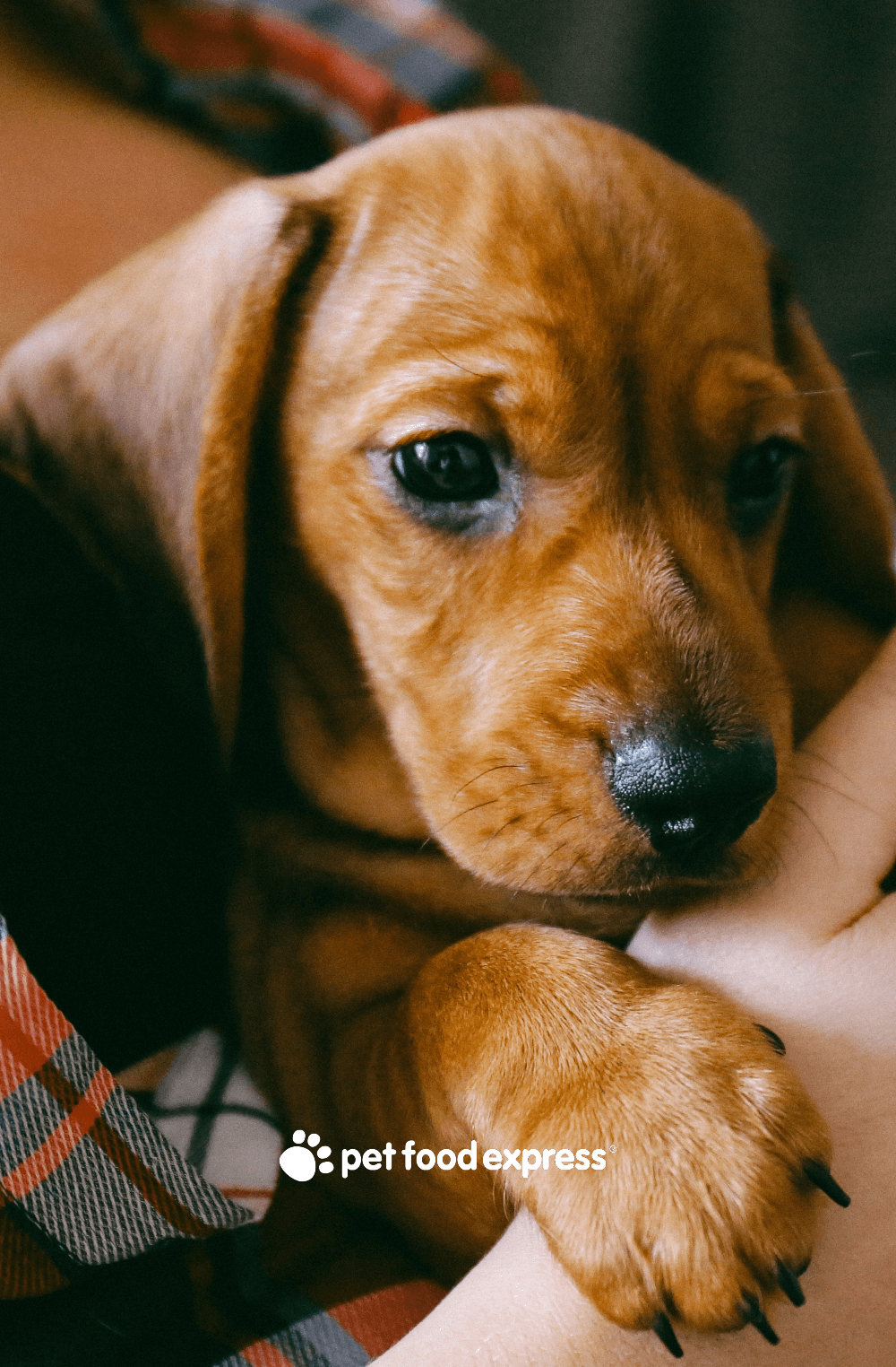 New Pet Preparations