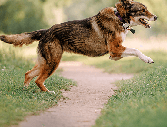 Putting the Pep Back Into Your Pet