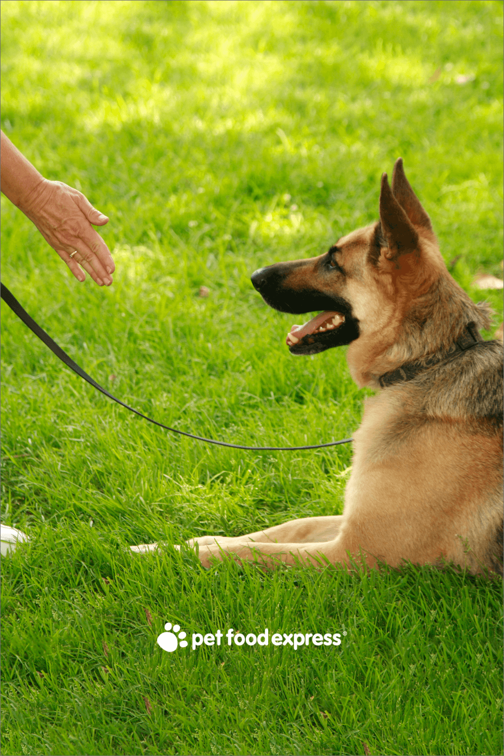 Ten Things You Need To Know Before Starting Dog Training