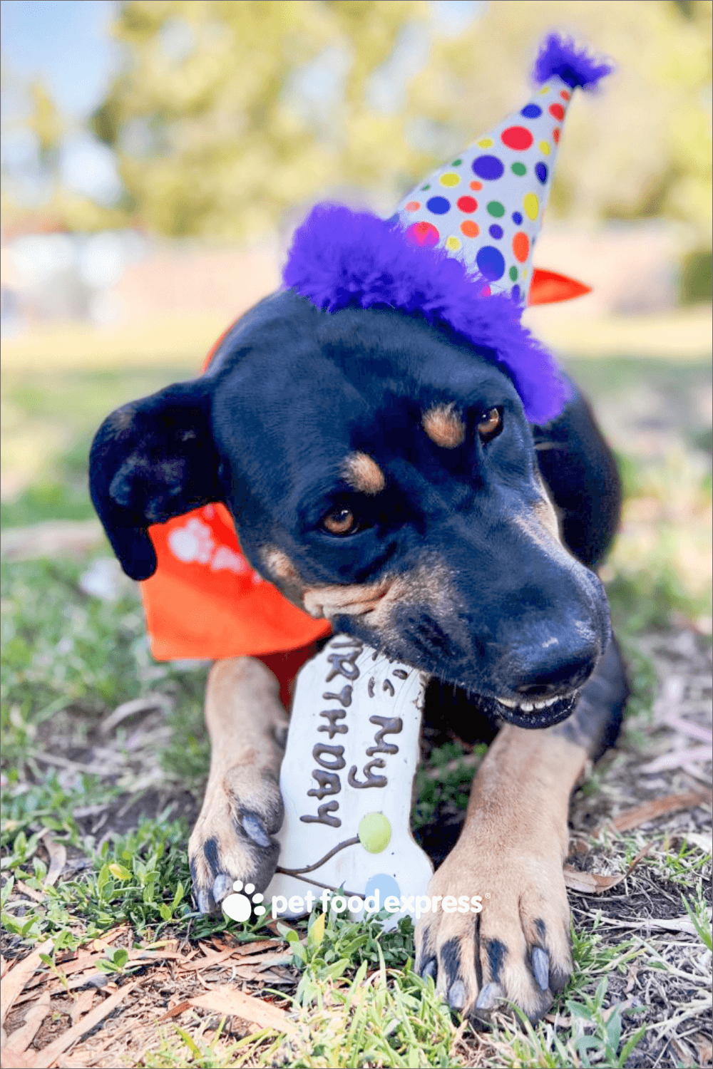 7 Pet Gotcha Day Celebration Ideas
