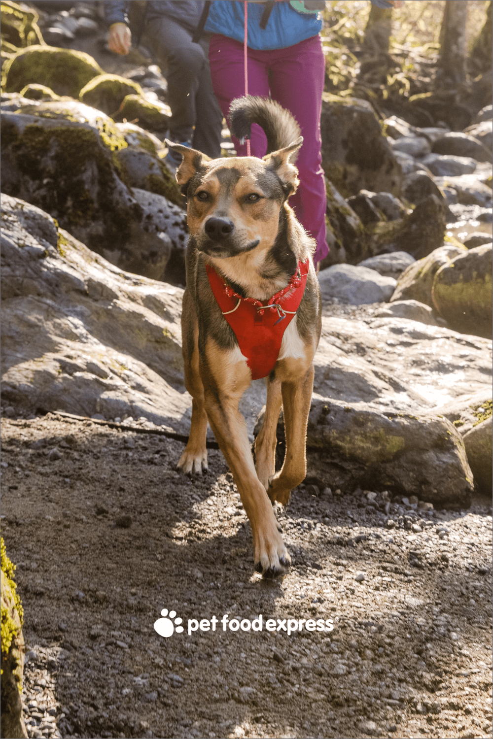 Choosing the Right Harness, Collar, or Leash