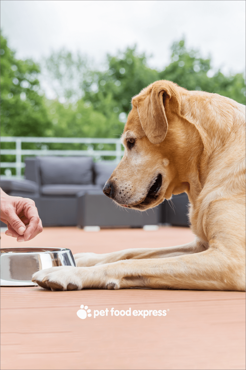 A Transition Guide for Switching Dog Food or Cat Food