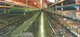 Complete Case Flow and Conveyor Systems - All Types and Sizes