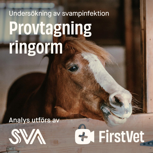 Provtagning Ringorm för Häst | Parasiter - FirstVet