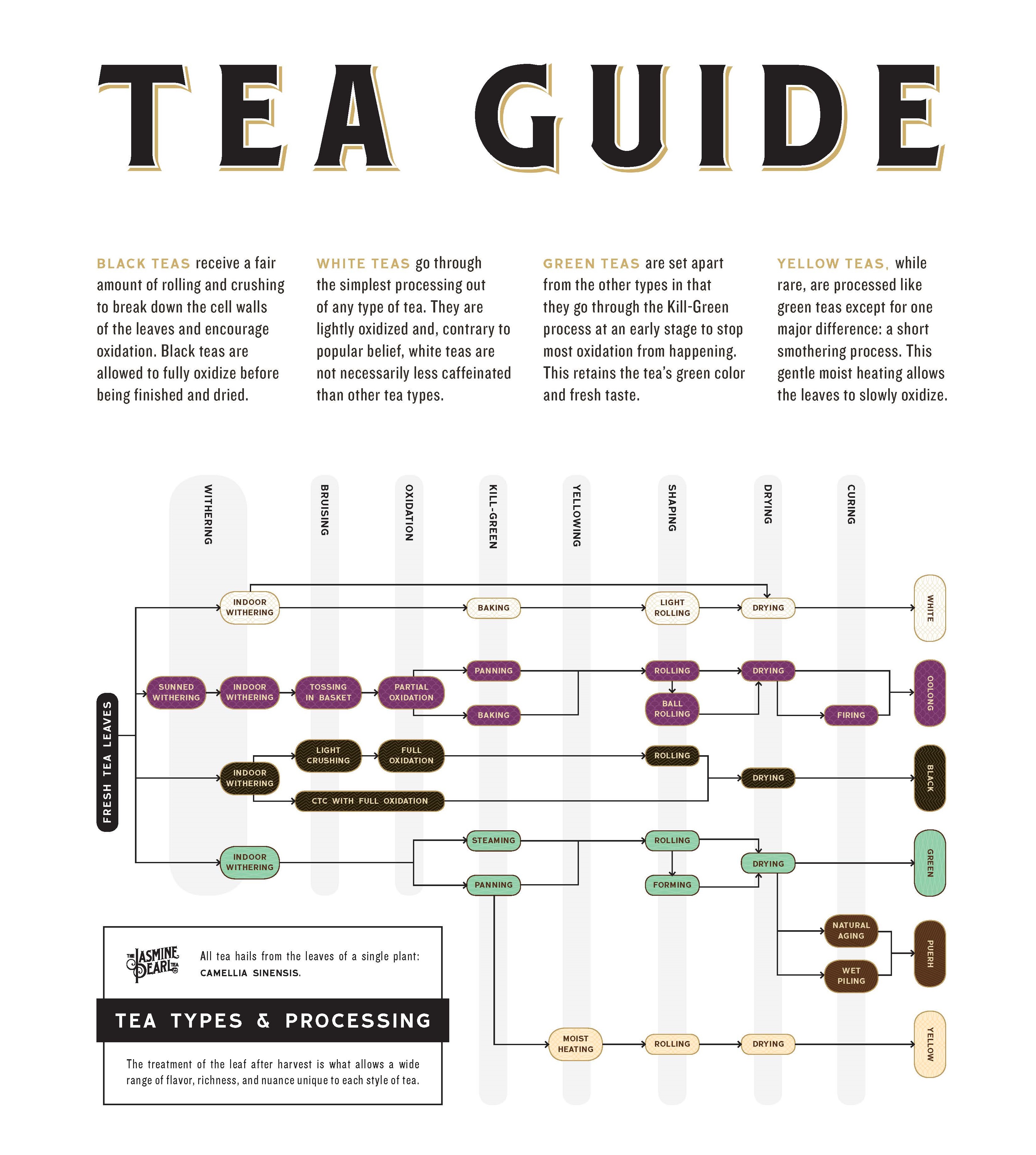 Tea Processing How Are Different Teas Made Jasmine Pearl Tea Company