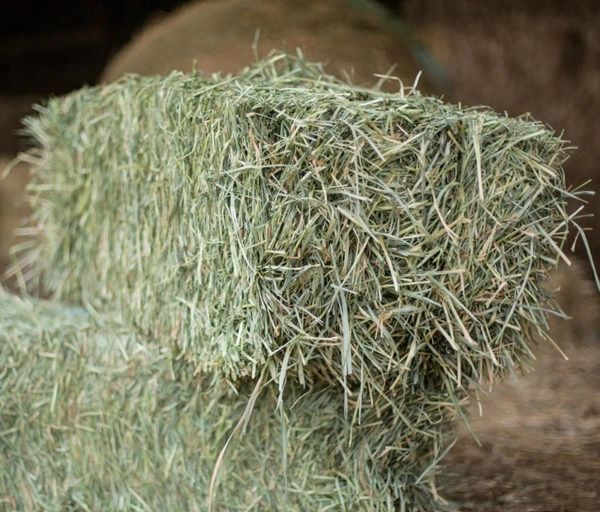 Local Brome Hay Bale (55lb)