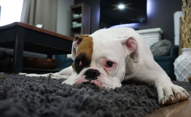 Nutrition for Inactive Dogs | Alaska Mill & Feed - Alaska Mill and Feed