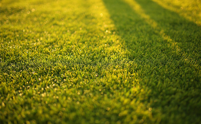 How to Plant a Lawn | Alaska Mill & Feed - Alaska Mill and Feed