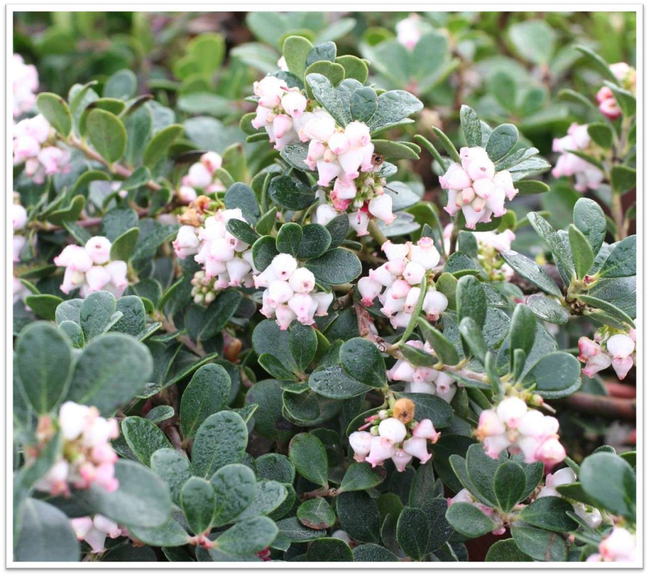 Arctostaphylos uva-ursi 'Point Reyes' - Devil Mountain Wholesale Nursery