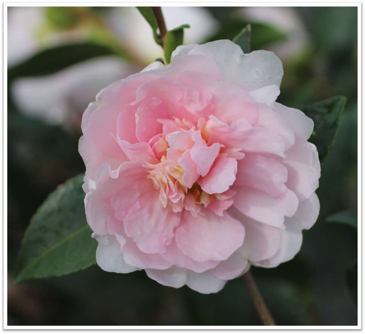 Camellia sasanqua 'Chansonette' (Pink) - Devil Mountain Wholesale Nursery