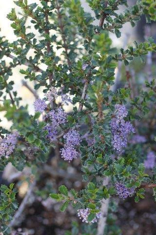 Ceanothus maritimus 'Point Sierra' (Lavender) - Devil Mountain ...