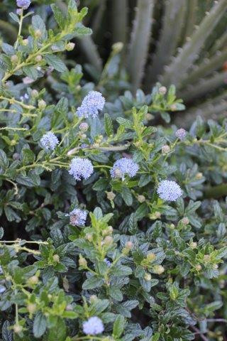 Ceanothus rigidus 'Snowball' (White) - Devil Mountain Wholesale Nursery