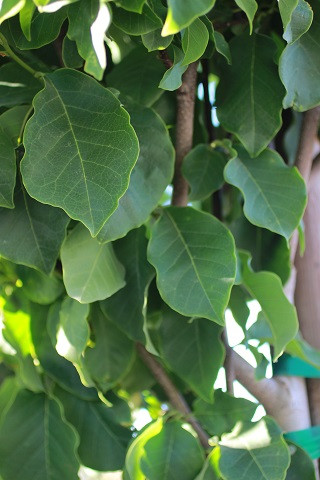 Magnolia grandiflora 'Edith Bogue' - Devil Mountain Wholesale Nursery