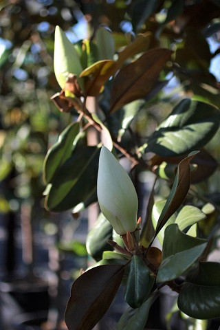 Magnolia grandiflora 'Edith Bogue' - Devil Mountain Wholesale Nursery