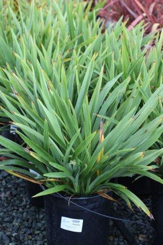 Phormium tenax 'Rubrum Nana' - Devil Mountain Wholesale Nursery