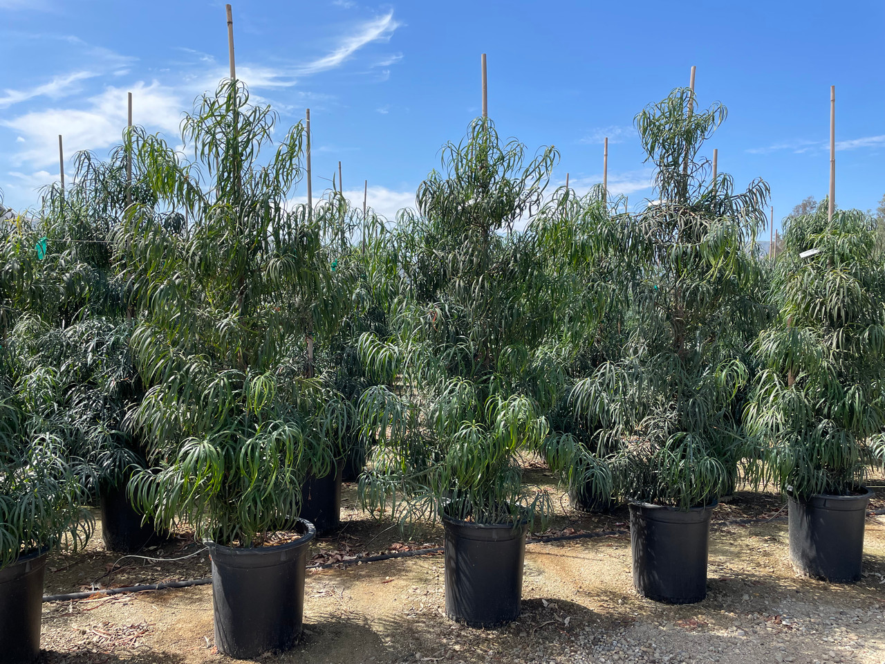 Podocarpus henkelii - Devil Mountain Wholesale Nursery